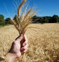 Cultiver de l'orge facilement : astuces et conseils avec Spotifarm